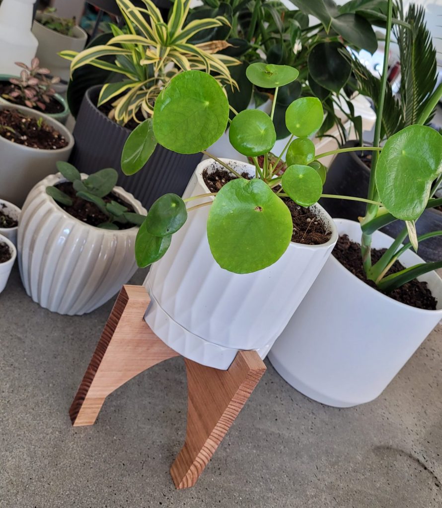 Simple Pot Stand - Customisable Size - Tas Oak - carvo